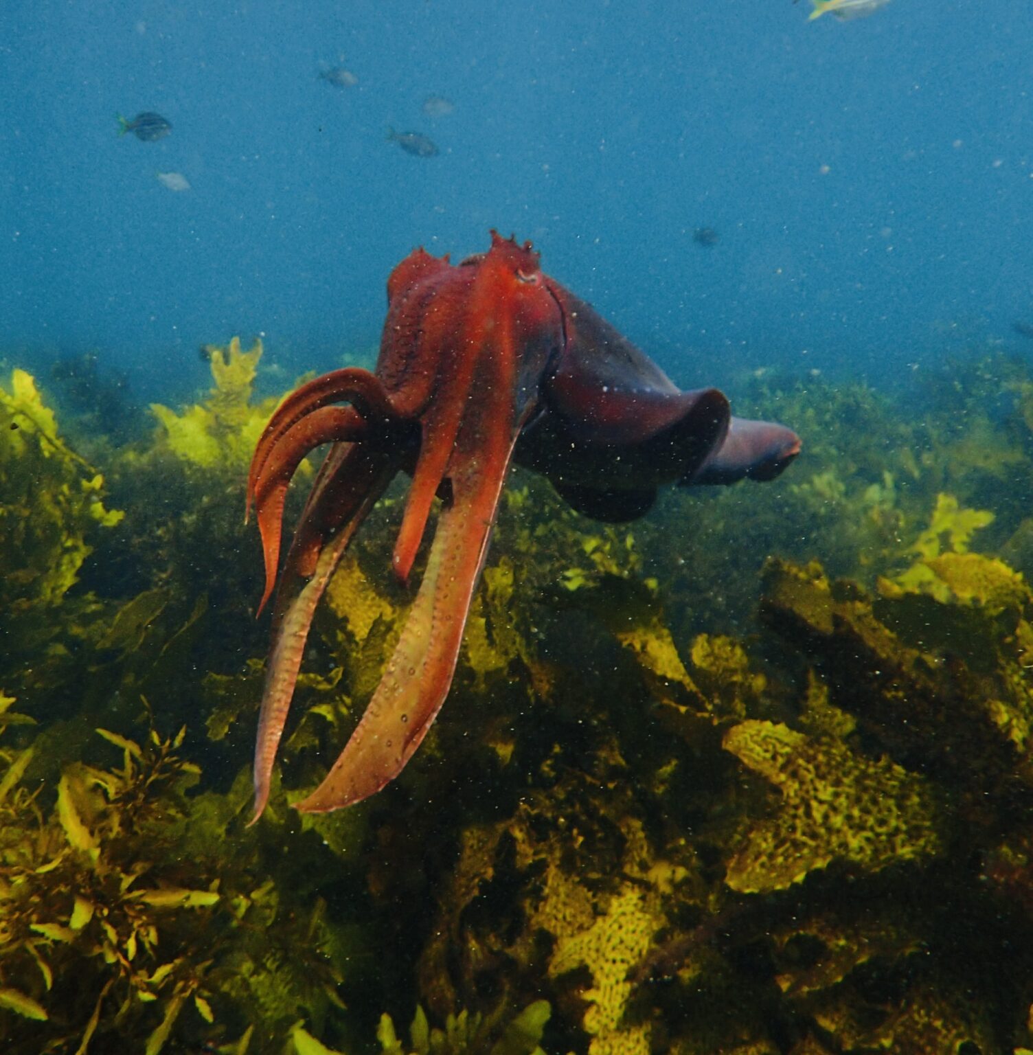 Wednesday 17/9/2025 Loving our Cuttlefish and PJs! - BOLD & BEAUTIFUL ...